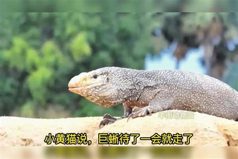 科莫多巨蜥拿小猫咪当诱饵，想要把猫妈妈引出来，抓住猫妈妈吃掉诱饵科莫多妈妈