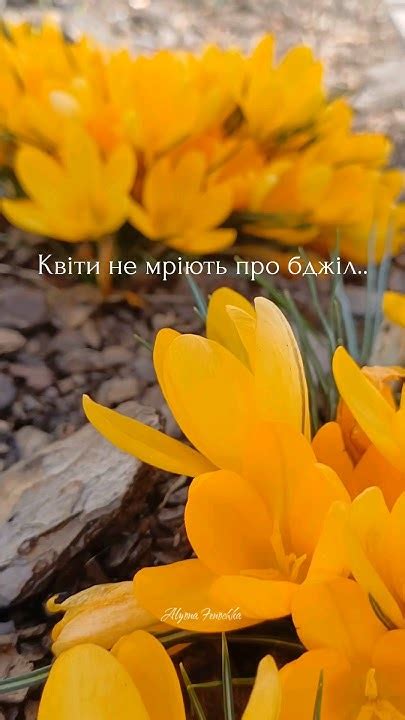 Квіти не мріють про бджіл Квіти розквітають і бджоли самі до них