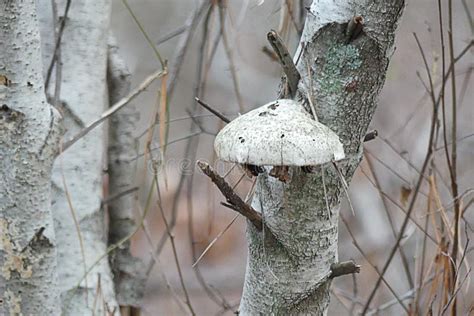 Bracket Fungus Or Fungi Shelf Fungus On A Birch Tree Stock Photo