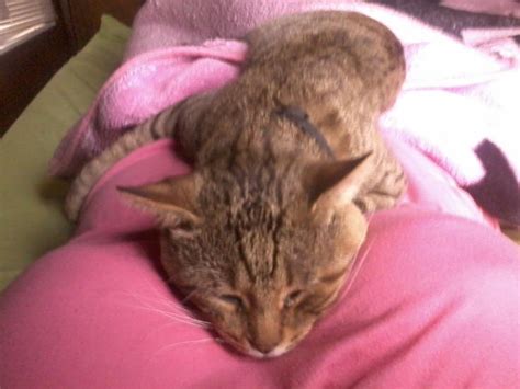My Pillows Are His Pillows Imgur