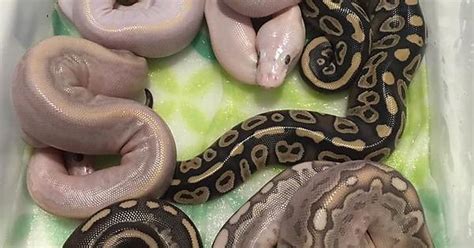 Newborn Ball Pythons Album On Imgur