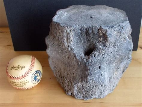 Megalodon Age Whale Vertebrae Vertebra Vert Large 6 Fossil Free Usa