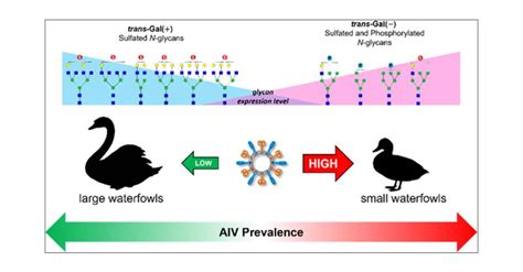 Glycoblotting Based Ovo Sulphoglycomics Reveals Phosphorylated N Glycans As A Possible Host