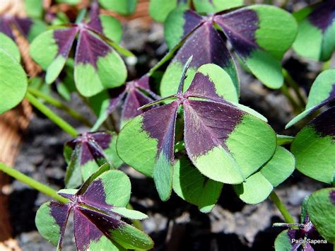 La Rioja De La A A La Z TrÉbol De Cuatro Hojas Oxalis Tetraphylla