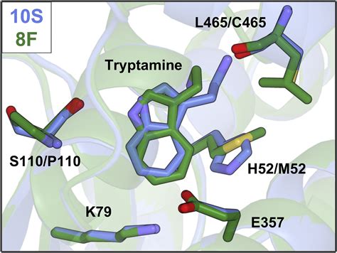 Analysis Of Laboratory Evolved Flavin Dependent Halogenases Affords A
