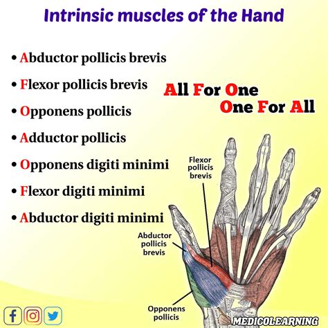 Intrinsic Muscles Of Hand Mnemonic Medicolearning
