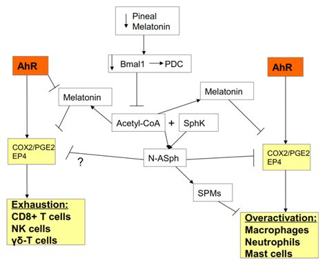 Ahr Induced Cox2 Pge2 Ep4 Has Differential Effects In Anti Viral Cells