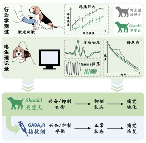 黄勋研究组揭示磷脂酰丝氨酸代谢维持细胞稳态的机制中国科学院遗传与发育生物学研究所