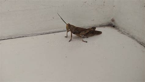 A Grasshopper On The White Marble Floor Is Waiting For Its Mate Stock