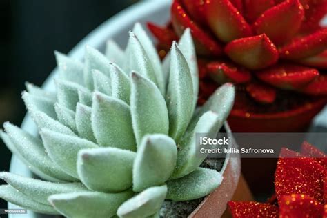 냄비에 열 대 온실 식물 화분 선인장 Succulents 인테리어의 장식입니다 0명에 대한 스톡 사진 및 기타 이미지 0명
