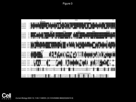 A Novel Map Kinase Regulates Flagellar Length In Chlamydomonas Ppt