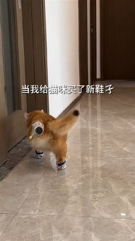 四条腿各走各的，猫：谁把我键位改了？！猫新浪新闻