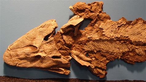 What Does The Fossil Record Show Common Questions Biologos