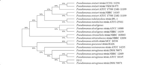 Neighbor Joining Tree Showing The Phylogenetic Relationship Between Download Scientific Diagram
