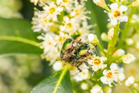 Cetonia Aurata 이미지 스톡 사진 및 일러스트 Istock