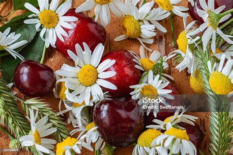 나무 표면에 배열된 신선한 체리와 활짝 핀 카모마일 꽃은 생생한 자연 정물을 만듭니다 여름 농장 소박한 개념 유기적 아름다움 여름 수확 소박한 단순함 과일에 대한 스톡 사진