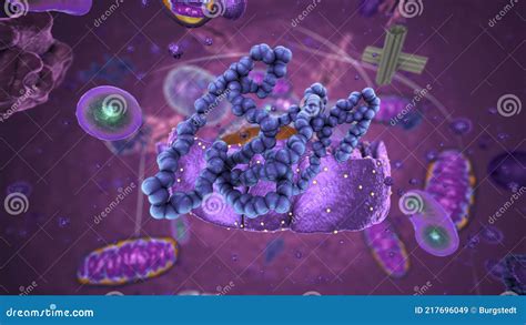 Function Of Ribosomes Cartoon Vector 138432885
