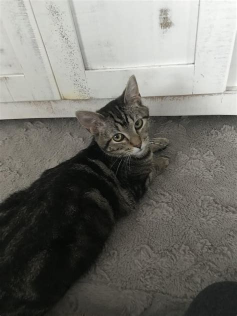 Mount Pleasant Residents My Cat Ran Away Shes A Small Brown Cat