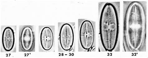 Image Origiillustr Species Diatoms Of North America