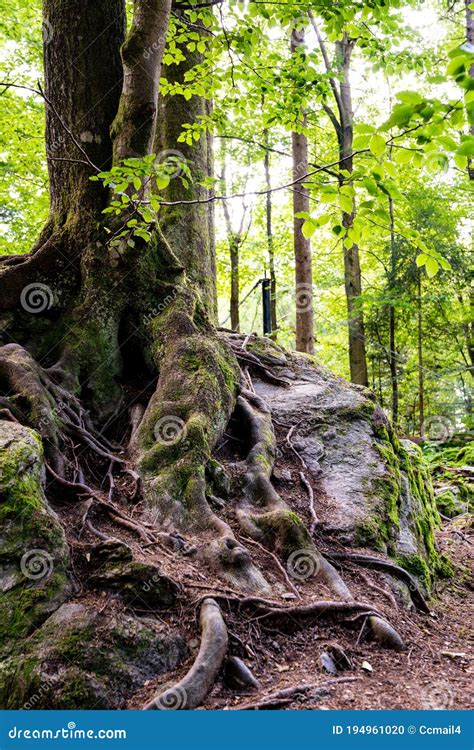 Tree With Massive Root System Royalty Free Stock Image Cartoondealer