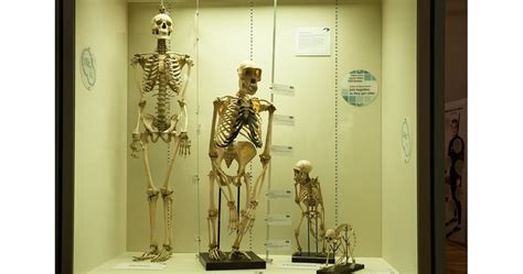 Предците ни прекарвали зимата в хибернация сочат изследвания