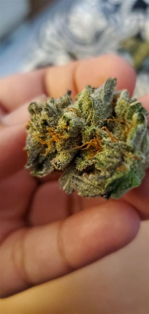 Rootbeer Float From Moxie Really Relaxed Hybrid Not Too Racey Or Sedative Perfect For My