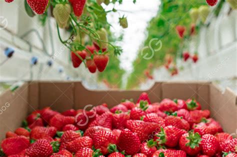 Strawberry Washing Grading Processing Equipment