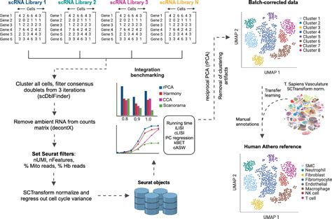 Integrative Single Cell Meta Analysis Reveals Disease Relevant Vascular Cell States And Markers