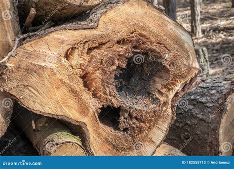 Tree Trunk With Sickness Heartwood Stock Image Image Of Forest Destruction 182555713