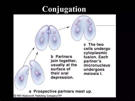 Protozoa PPT