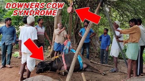 Downers Cow Syndrome Treatment In She Buffalo Youtube
