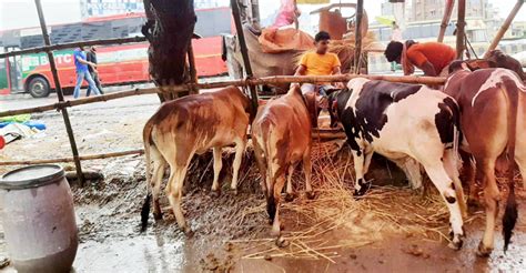 জমে উঠেছে শনির আখড়া রায়েরবাগ কোরবানির পশুর হাট