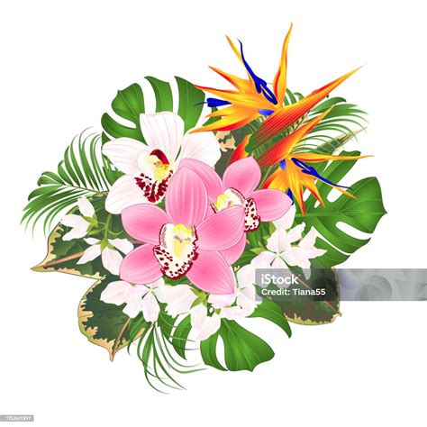 아름 다운 Strelitzia와 흰색과 분홍색 난초 Cymbidium 야자수 Philodendron 및 선인장 빈티지 벡터 일러스트와 열 대 꽃 꽃꽂이와 꽃다발 편집 가능
