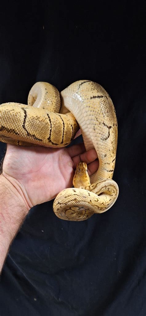 2000 Gram Proven Breeder Adult Female Lemon Blast Ball Python Reptile