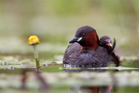 Floating Hide Floating Hide Camouflage Hideout