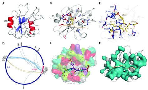 The Crystallographic Structure Of The Sh2 Domain Of Pi3k And Its