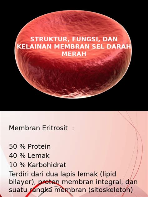 Struktur Membran Eritrosit