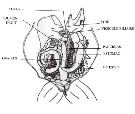 SchÃma d une dissection de souris