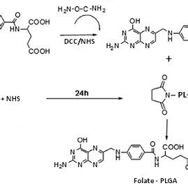 Optimum formulation of PLGA and PLGA-FOL nanoparticles loaded 9-NC. | Download Scientific Diagram