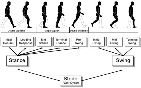 Figure 1 From Automated Foot Strike Identification And Fall Risk Classification For People With