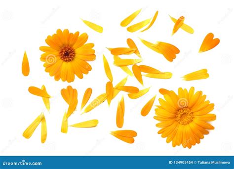 Precious Petals Discount Dealers Save 57 Jlcatj Gob Mx