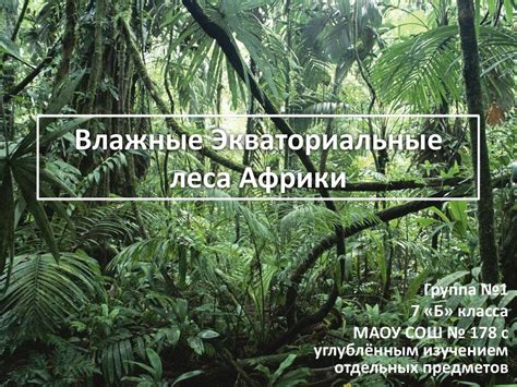 Влажные Экваториальные леса Африки презентация онлайн