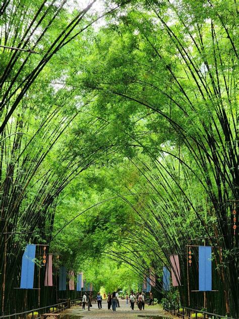 Bamboo Tree Tunnel Editorial Photography Image Of Tunnel 282004067