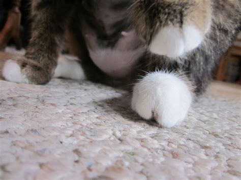 Mao Mao Flickr