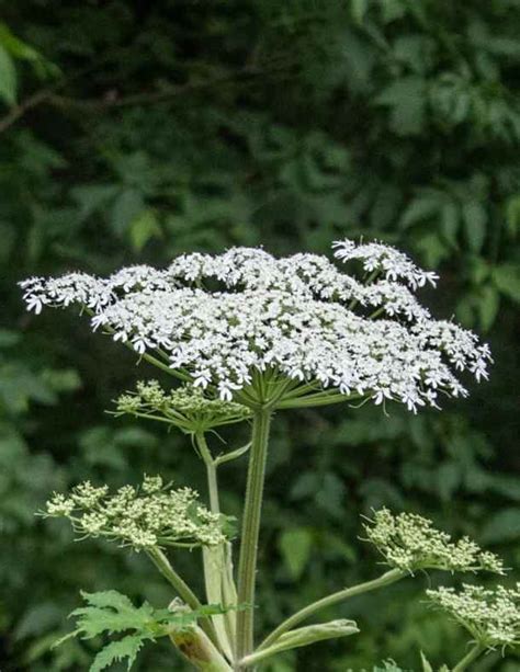 Cow Parsnip Identification Edible Parts And Cooking Cow Parsnip Identification Edible Parts And Cooking