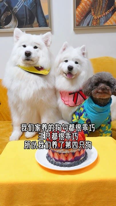 性格不能说一模一样，只能说毫不相关，谁懂啊！！ 萌宠 狗狗 Youtube