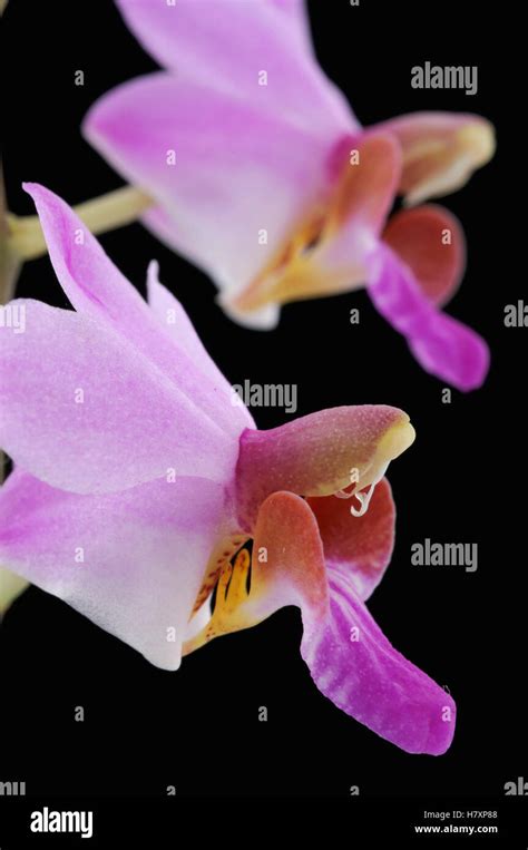 Orchid (Phalaenopsis pulcherrima) flowers, Sarawak, Borneo, Malaysia ...