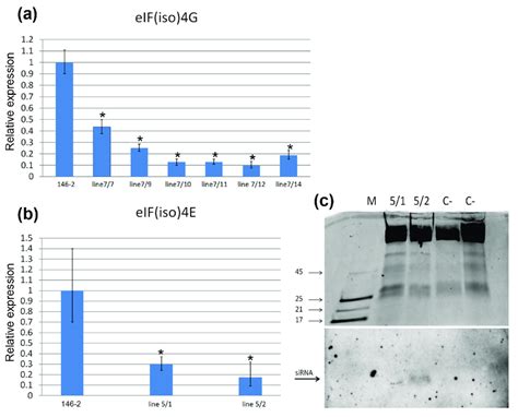 Relative Expression Of EIF Iso 4G And EIF Iso 4E Genes And SiRNAs