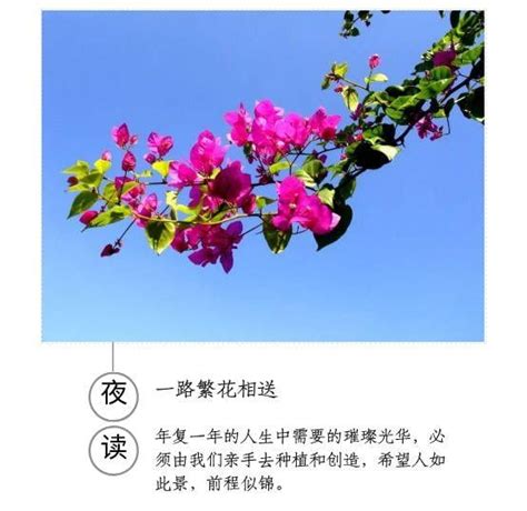 夜讀廈門一路繁花相送 每日頭條
