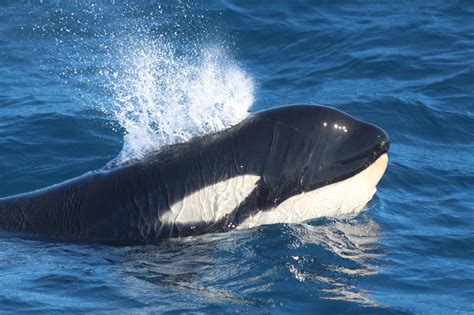 Orka Zwaardwalvis